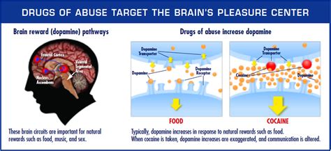 The Neuroscience Of Addiction These Are A Few Of My Favorite Things