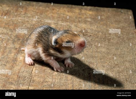 Golden Or Syrian Hamster Young Mesocricetus Auratus 10 Days Old Fur