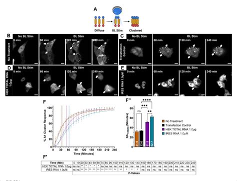 Figure 1 From Sequence And Structure Specific Rna Oligonucleotide Binding Attenuates