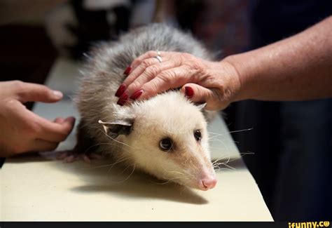 Voltron Memes Best Collection Of Funny Voltron Pictures On Ifunny