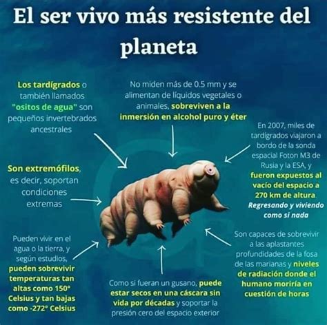Osos De Agua En El Espacio