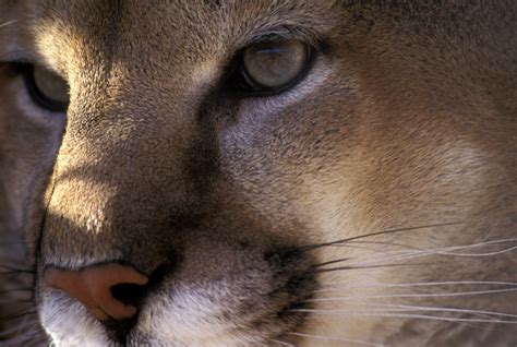 Alberta Quietly Opens Cougar Hunting In Provincial Park Exposing The