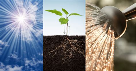 Plant Science Basics Xylem Phloem And Vascular Systems Grounded