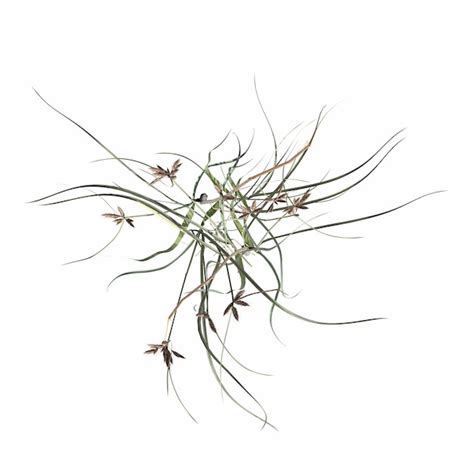 Page 40 Parasitic Plant Images Free Download On Freepik