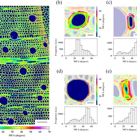 Scatter Plot Of Cellulose Microfibril Angle Mfa Values Measured By