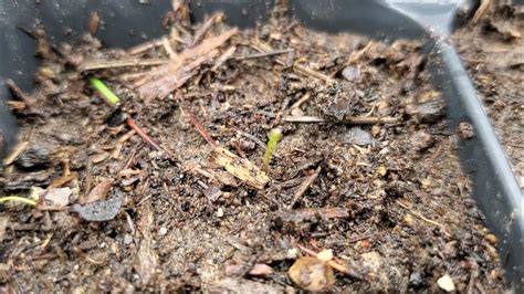 파종 후 6일 올라온 아스파라거스 새싹 Youtube