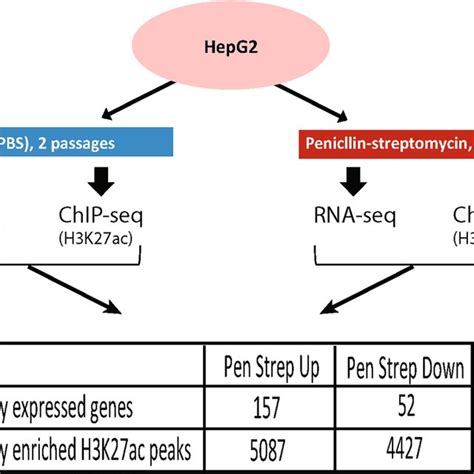 Experimental Design Schematic Of The Rna Seq And Chip Seq Assays Download Scientific Diagram