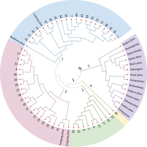 dendrogram generated of 43 morphological traits based on upgma method