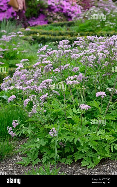 Delicate Pale Pink Early Summer Flowers Of Chaerophyllum Hirsutum
