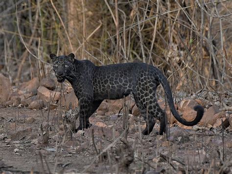 Black Leopard Safari In India Tiger Safari In India