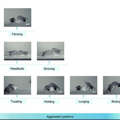 Male And Female Aggression Patterns Mixed Patterns Top Are Displayed Download Scientific