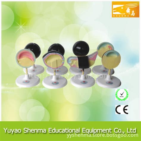 Frog Embryo Development Model Teaching Aid High Quality Frog Embryo