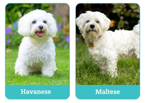 Mistura Havanes Maltes