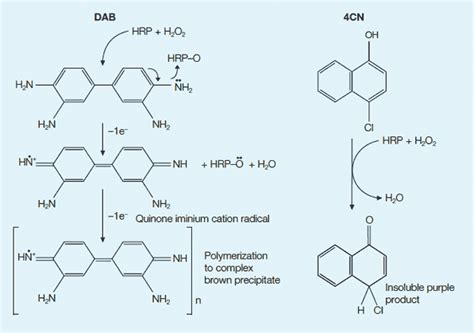 Detection Methods Bio Rad