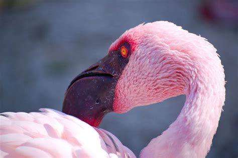Why Are Flamingos Pink Flamingo Blog My Flamingo Shop