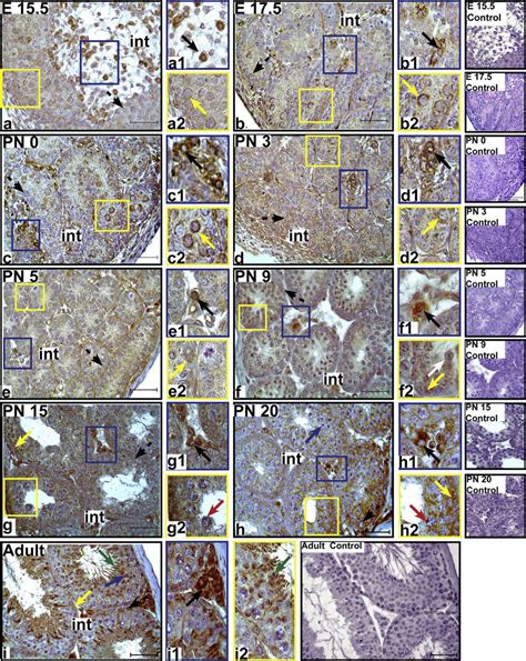 Parp 2 Protein Expression In Developing And Adult Mouse Testis On