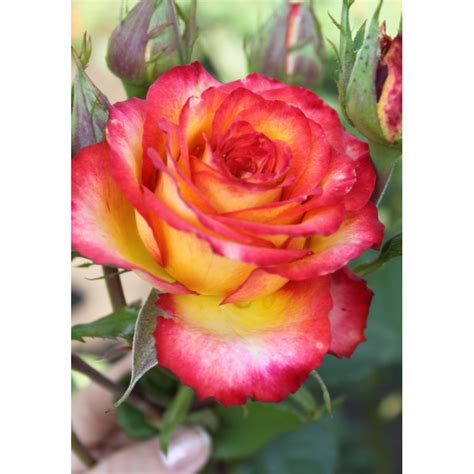 Высшее общество