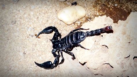 전갈 꿈 해몽 8가지본 전갈을 보는 나오는 잡는 죽이는 검정색 빨간 먹는 전갈에 물리는 큰