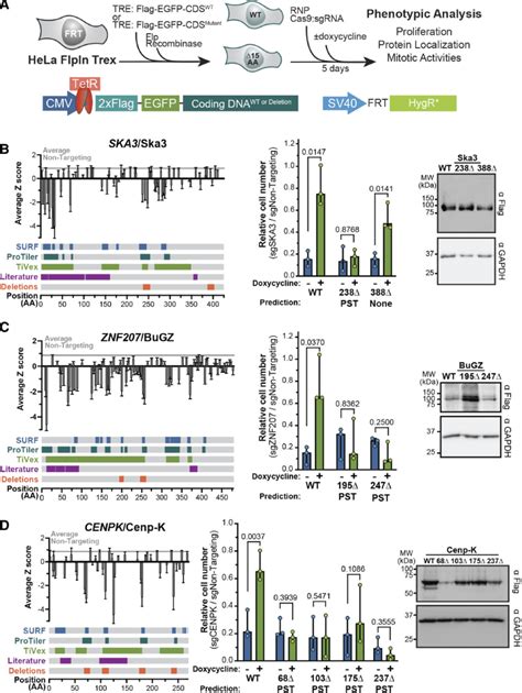 Functional Validation And Characterization Of 11 High Resolution Download Scientific Diagram