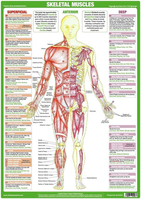 Anterior Torso Muscles Illustration Anatomy System Human Body