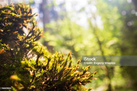 숲의 그루터기에 클로즈업 이끼 아름다운 자연 경관 흐린 배경과 복사 공간이있는 전경의 선택적 초점 0명에 대한 스톡 사진 및 기타 이미지 Istock