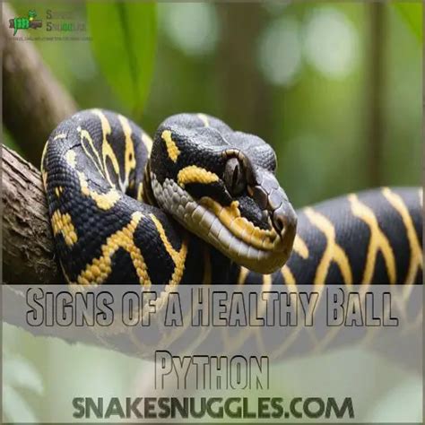 Ball Python Ethical Sourcing Find The Best Breeders In 2024