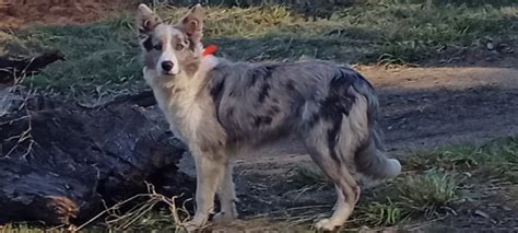 Border Collie Slate Merle K9 Connection