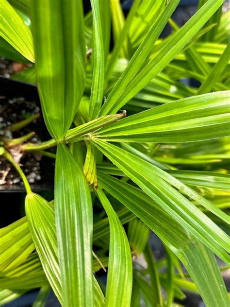 Trachycarpus Wagnerianus X Fortunei Dwarf Windmill Palm Keeping It