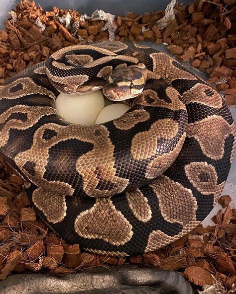 Are These All Ivory Ball Pythons Morphmarket Reptile Community