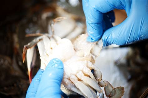 How To Clean Cook Soft Shell Crabs GeorgiaPellegrini Com