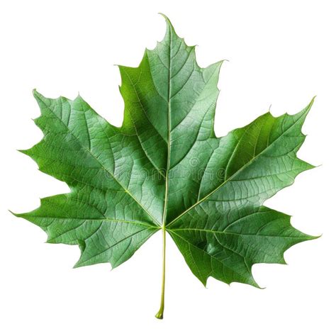 A Single Green Maple Leaf Isolated On A Black Background Stock Image