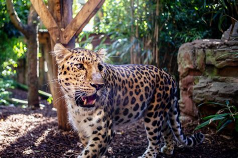Леопардица Герда попала в объектив фотоловушки вместе с одним из детенышей