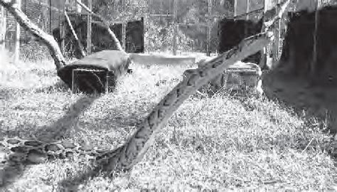 Burmese Python In Choice Test Of Live Traps Covered With Black Plastic Download Scientific