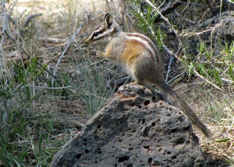 A Guide To Central Oregons Chipmunks And Squirrels