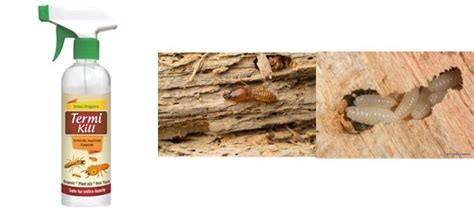 Top 7 Best Wood Spray Insect Killers Why We Like This In