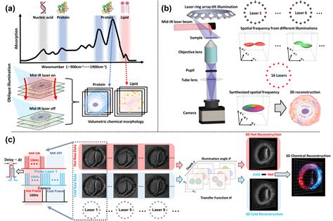 Computational Phase Microscopy Tian Lab