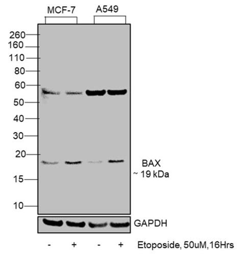 Bax Monoclonal Antibody 6a7 Ebioscience Invitrogen 100 μg