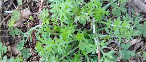 Searles Control Bindii Treatment