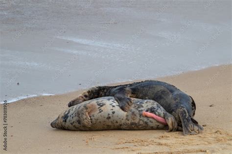 Male And Female Atlantic Seal Mating During Breeding Season On The Beach Stock Photo Adobe Stock