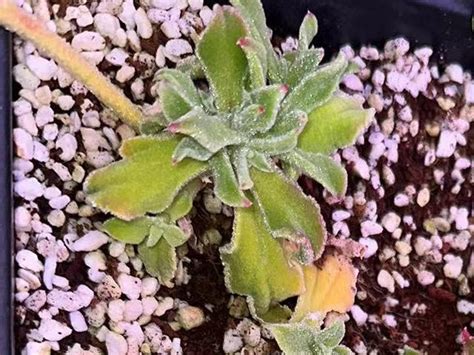 Abnormal Object Detection Dataset By Funnymudpee