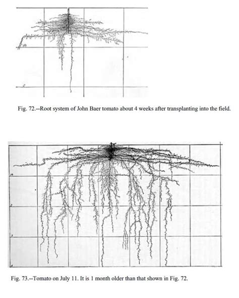 Mature Root Depth Of Common Vegetables Reference Table GrowIt BuildIT