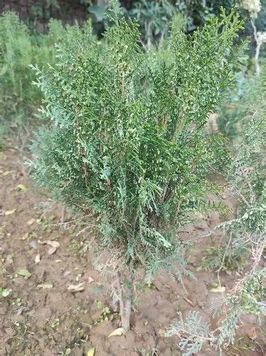 Green Thuja Compacta Plant For Garden At ₹ 60unit In Ghaziabad Id