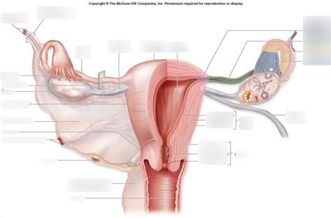 Female Reproductive Pt 2 Diagram Quizlet