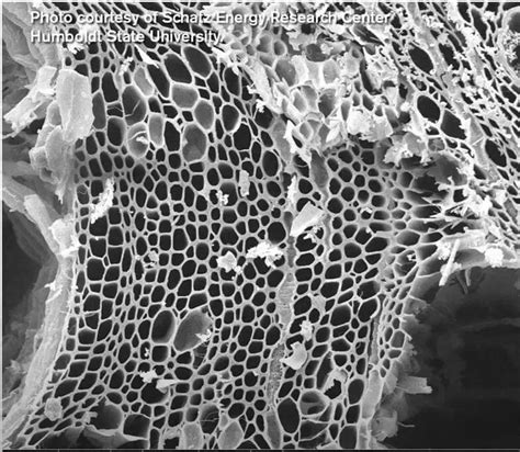 Biochar Fertilizer What You Need To Know