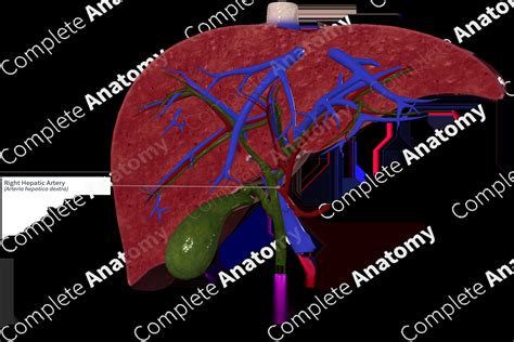 Right Hepatic Artery Complete Anatomy
