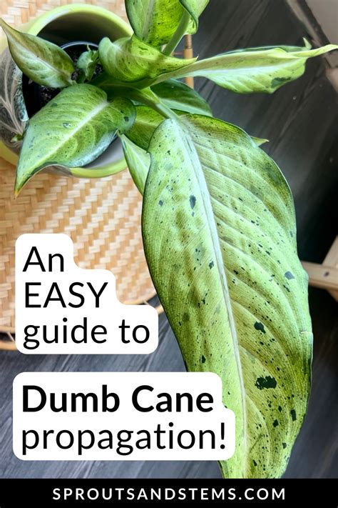 Pin On Houseplant Propagation