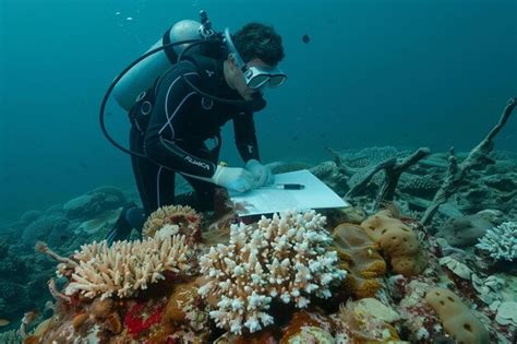 Analyze Coral Recovery After Bleaching Events Ar Generative Ai Premium Ai Generated Image