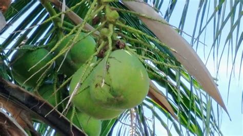 Buko Is Real😋😋😋 Youtube