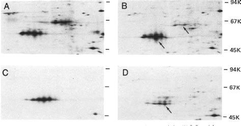 Figure 2 From The Monomeric Igm And Igd Molecules On The Cell Surface Of B Lymphocytes Are