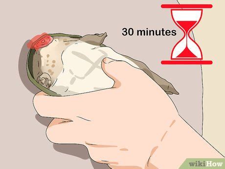 How To Clean A Soft Shell Turtle Before Cooking 10 Steps